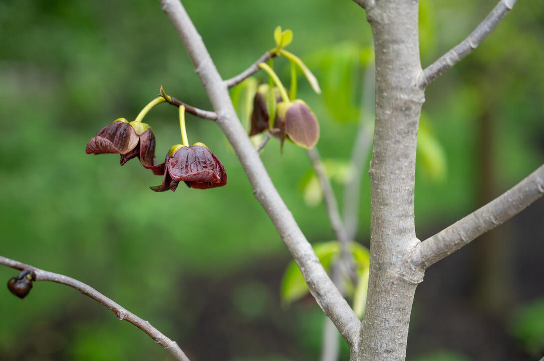 Paw-Paw | CMP Tree Selection Tool